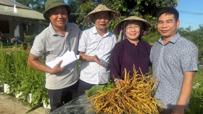 Vì Sao Sâm Nữ Hoàng được Gọi Là “Nữ Hoàng Hồng Sâm Việt Nam”?
